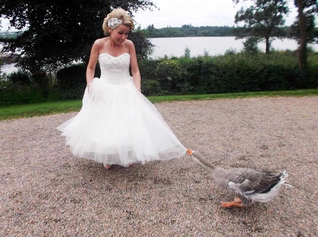 Sad passing of 'Harvey' the much loved goose - Donegal News